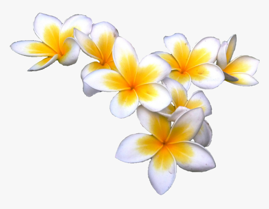 Tropical Flowers Transparent Background, HD Png Download , Transparent ...