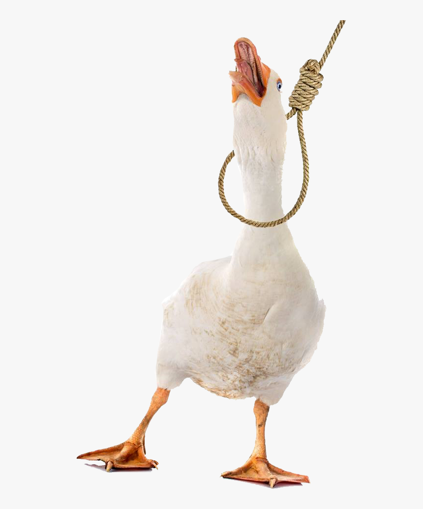 Goose Holding Gun, HD Png Download , Transparent Png Image - PNGitem