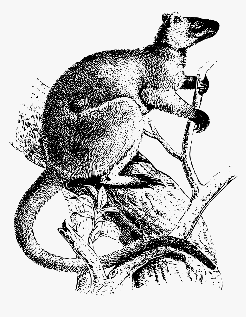 Tree Kangaroo Clip Arts - Tree-kangaroo, HD Png Download , Transparent ...
