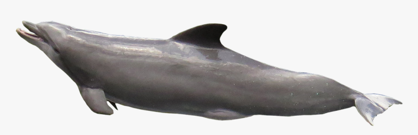 Dolphin Transparent Fish Png, Png Download , Transparent Png Image ...