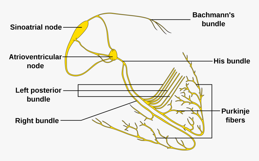 Bundle Of His And Purkinje Fibres, HD Png Download , Transparent Png ...