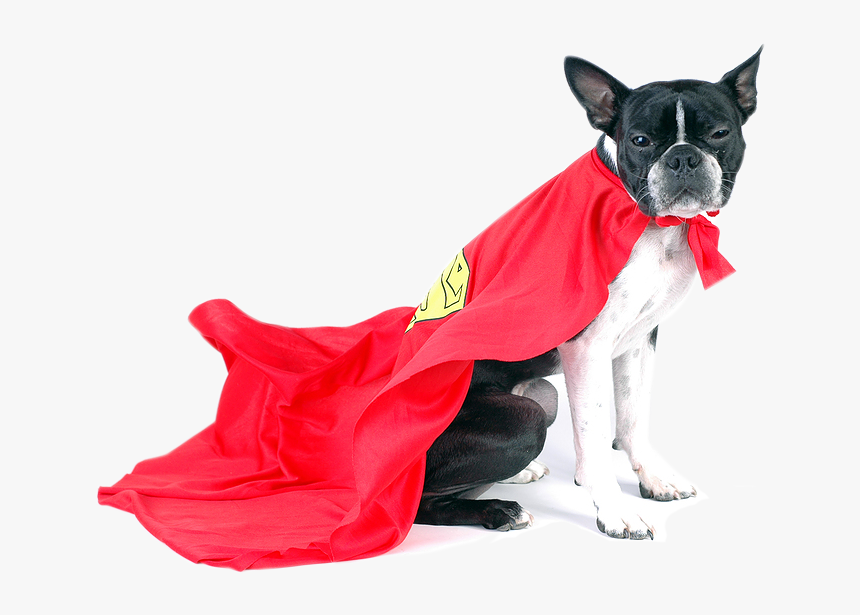 Super Dog Png, Transparent Png , Transparent Png Image - PNGitem