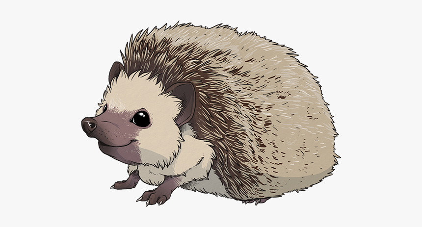 Download Hedgehog Png Transparent Images Transparent - Hedgehog, Png ...