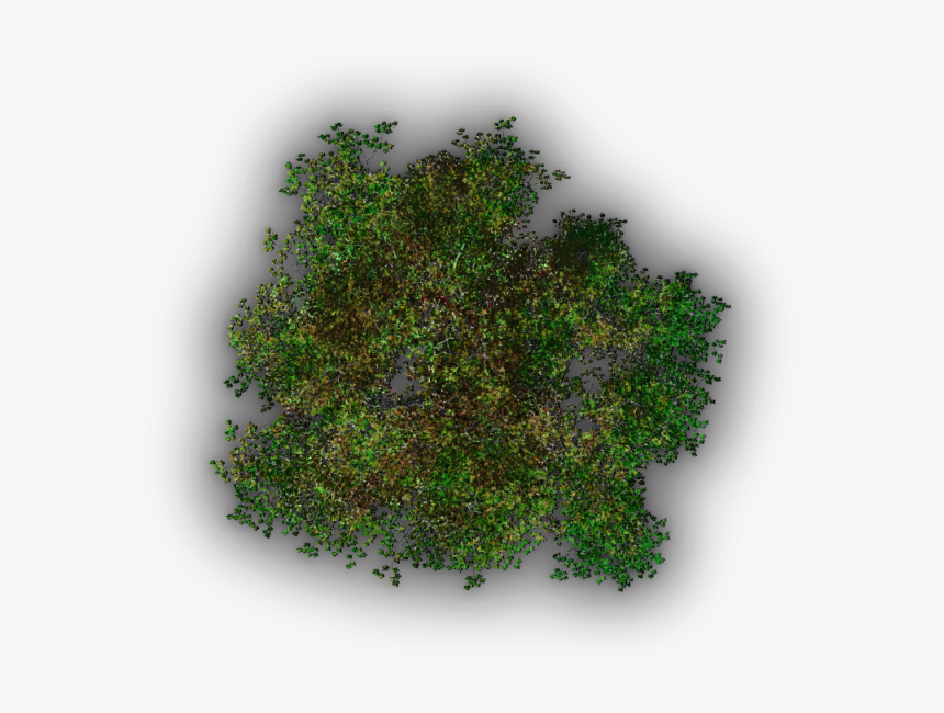 Albero Png Dall Alto, Transparent Png , Transparent Png Image - PNGitem