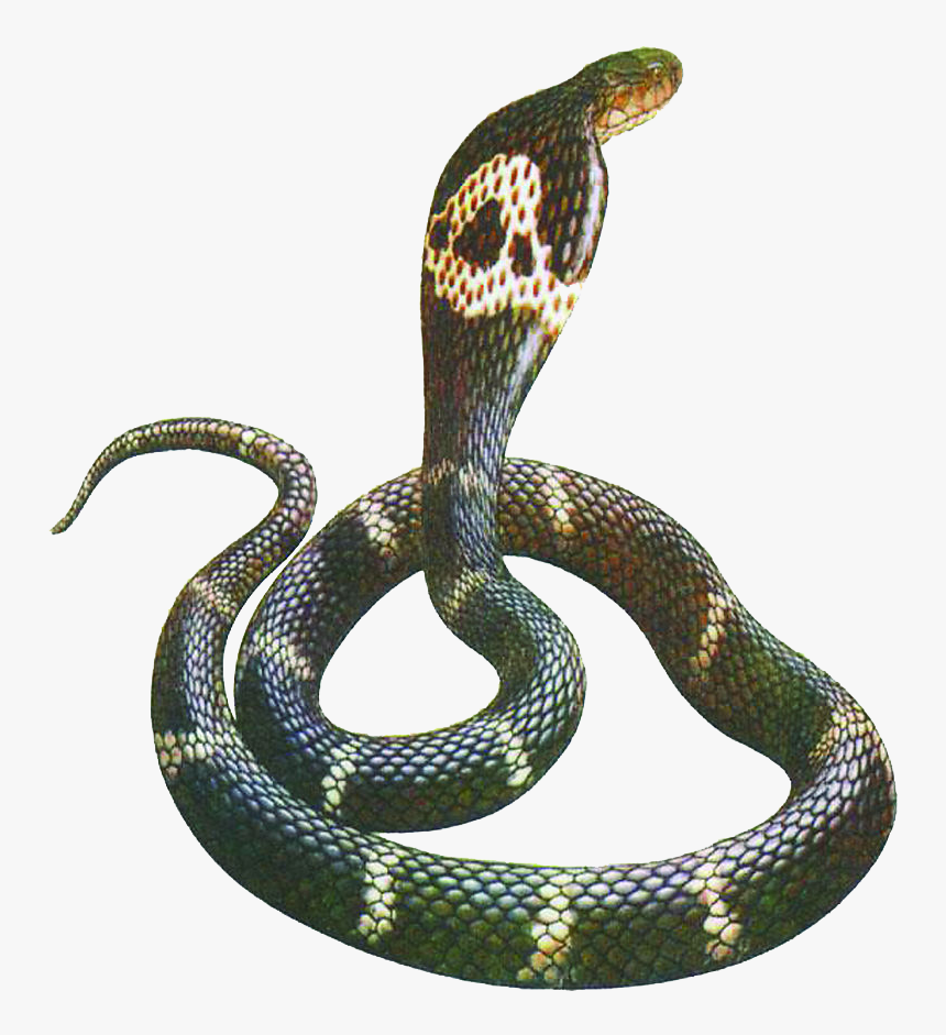54745 - Snakes, HD Png Download , Transparent Png Image - PNGitem