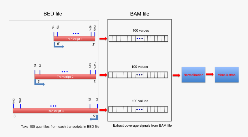 Bed File Plot, HD Png Download , Transparent Png Image - PNGitem