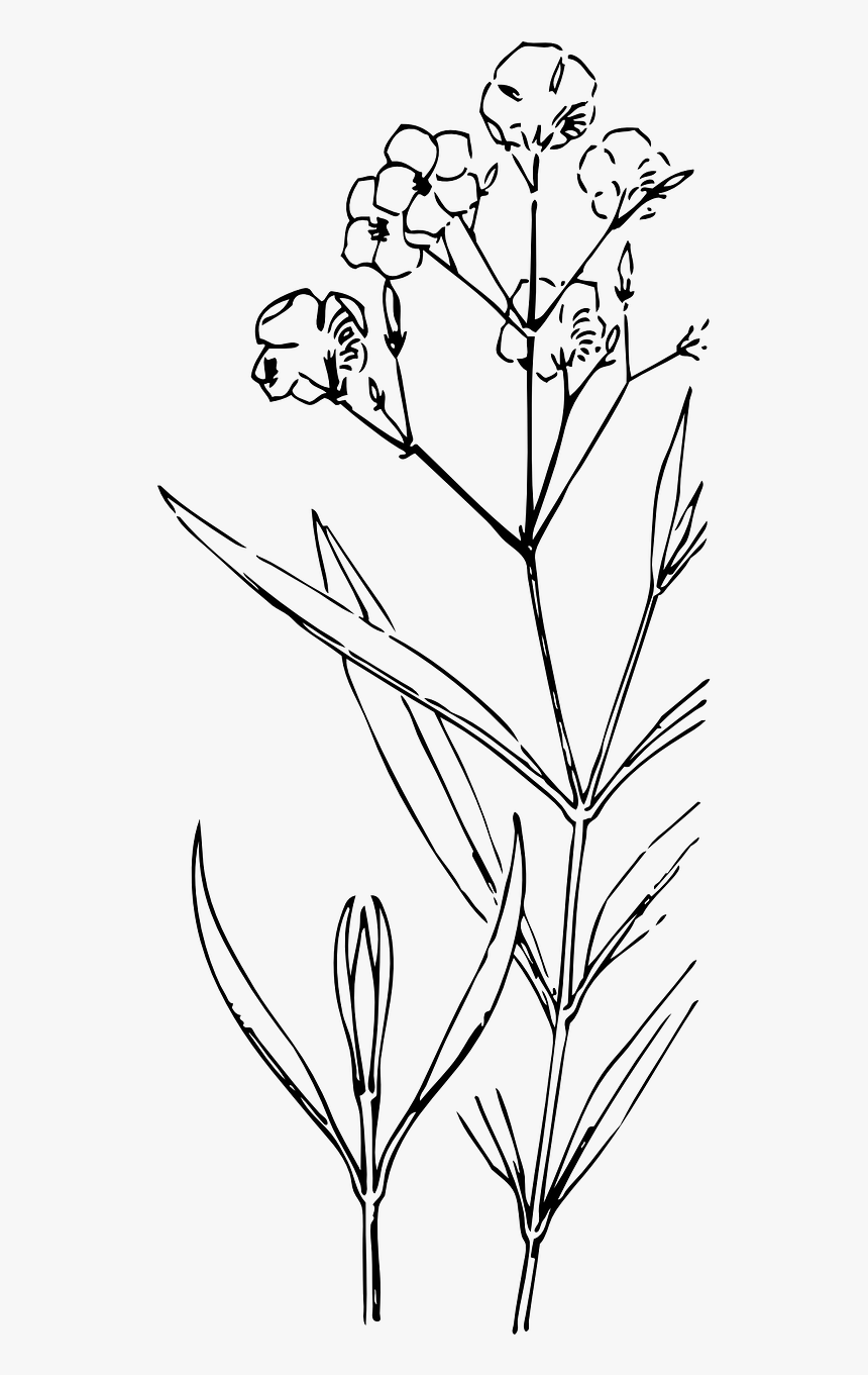 Flower Transparent Drawing