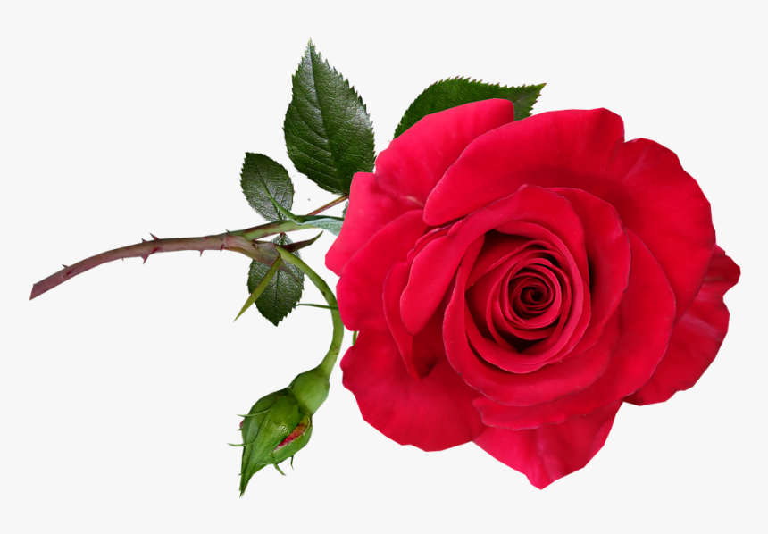 Transparent Stem Png - Garden Roses, Png Download , Transparent Png ...