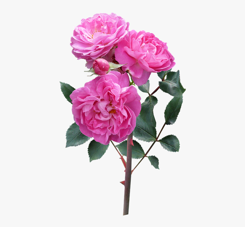 Rose, Flower, Stem Deep Pink Blooms - Flowers With Stem, HD Png ...