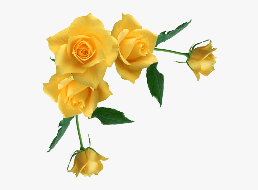 Yellow Rose Corner Border, HD Png Download , Transparent Png Image ...