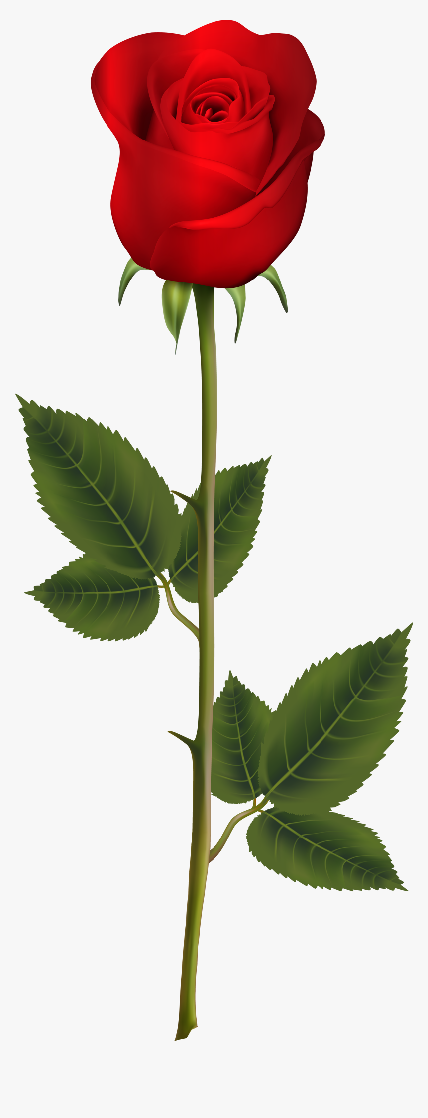 Red With Stem Transparent - Red Rose With Stem, HD Png Download ...