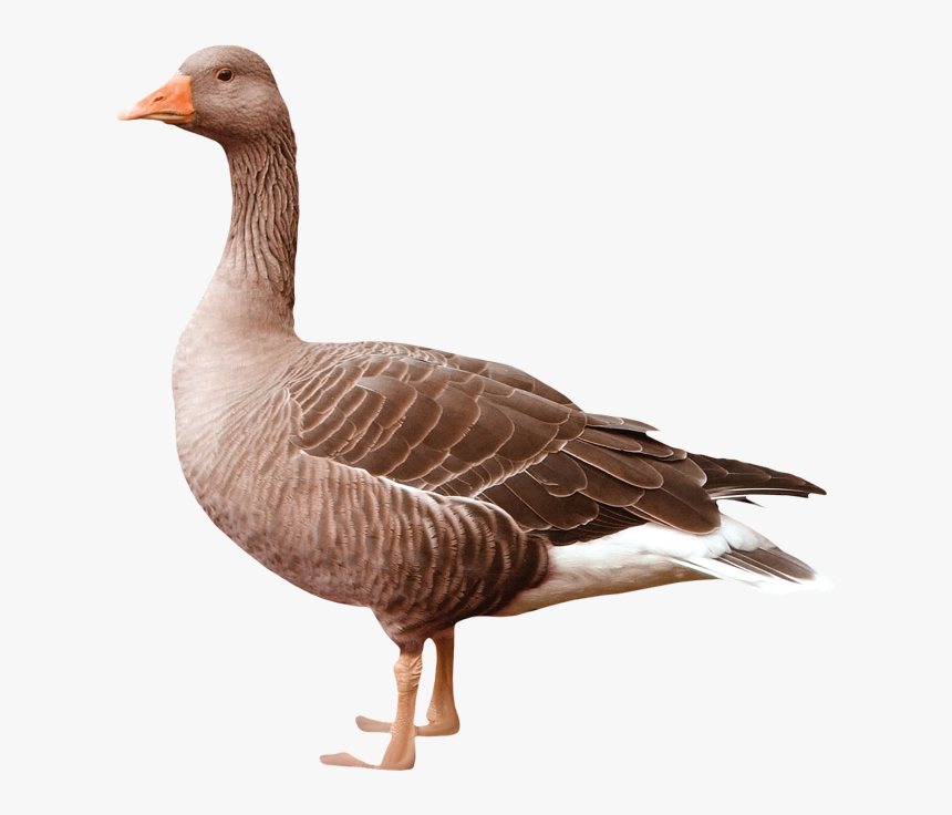 Goose Png - Goose Png - Greylag Goose Png, Transparent Png ...