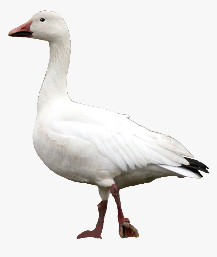 Goose Png - Snow Goose, Transparent Png , Transparent Png Image - PNGitem