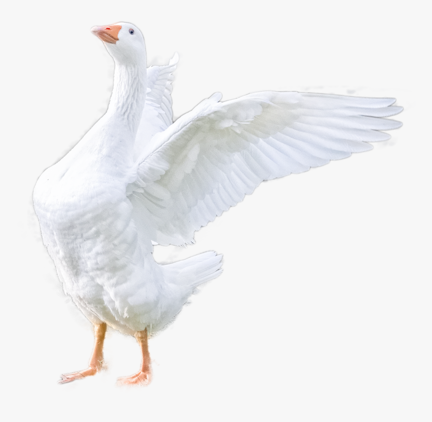 Goose, HD Png Download , Transparent Png Image - PNGitem