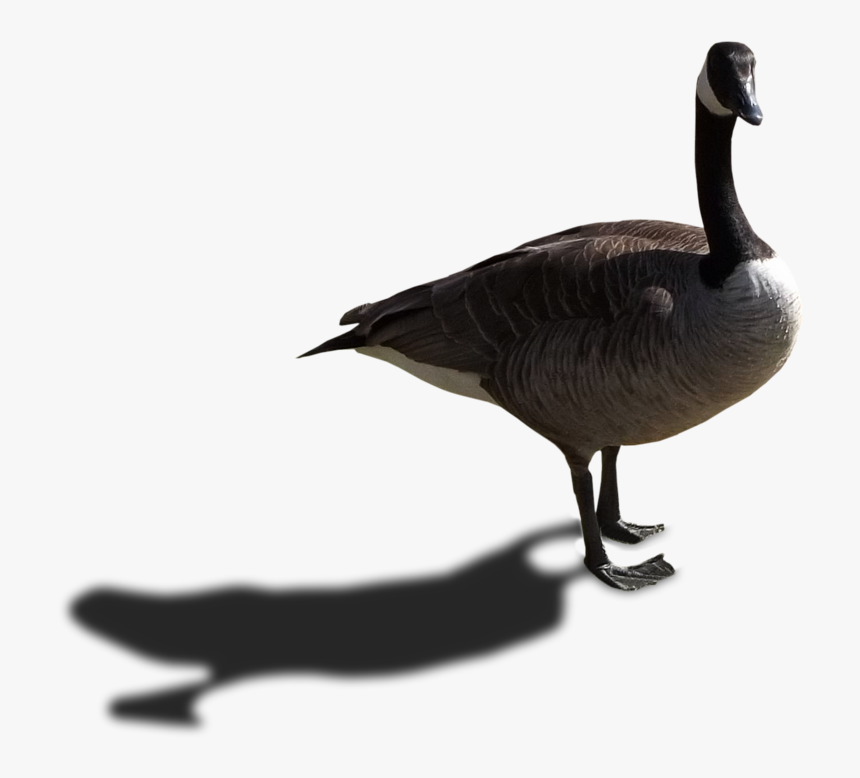 Bird Shadow Png Transparent, Png Download , Transparent Png Image - PNGitem