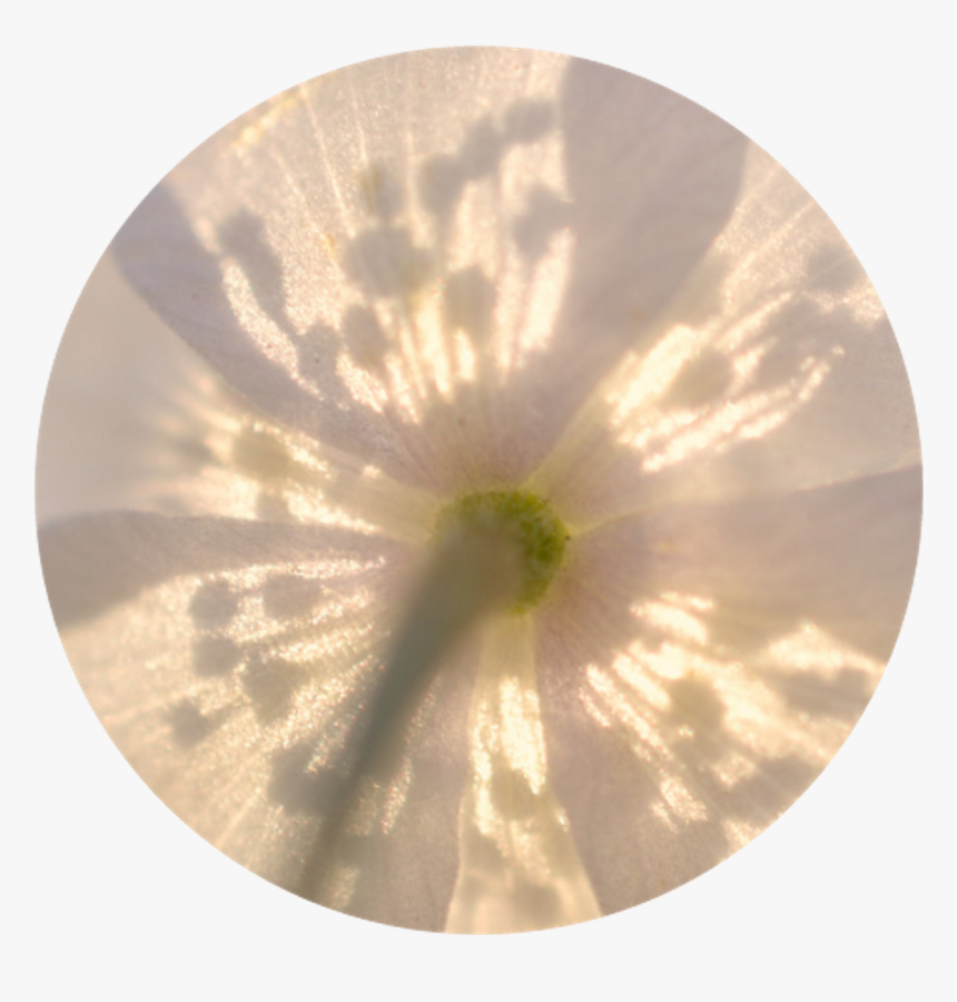 Yellow Flower Circle Tumblr Aesthetic Cute Pretty Paste - Aesthetic ...