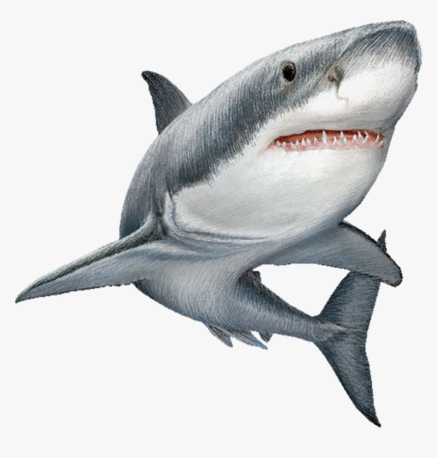 Shark Clip Art Transparent