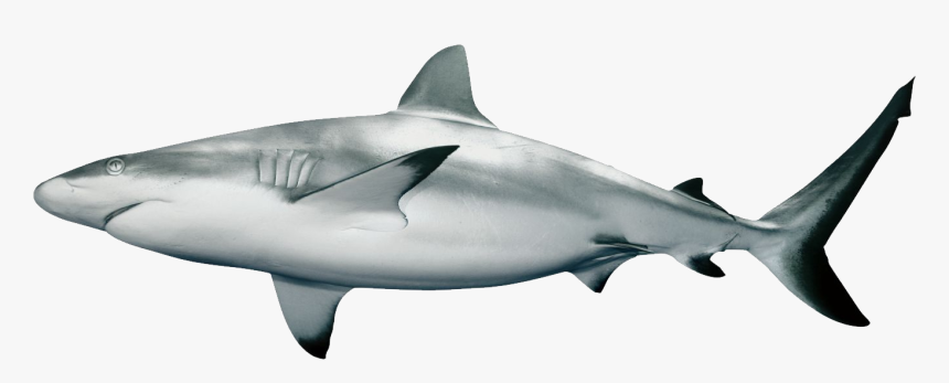 White Shark,requiem Shark,lamnidae,bull Fish,tiger - Reef Shark White ...