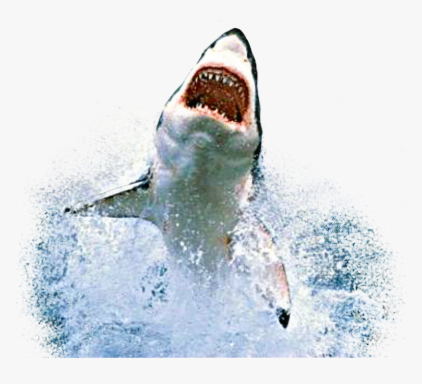 Transparent Png Shark - Shark Png, Png Download , Transparent Png Image ...