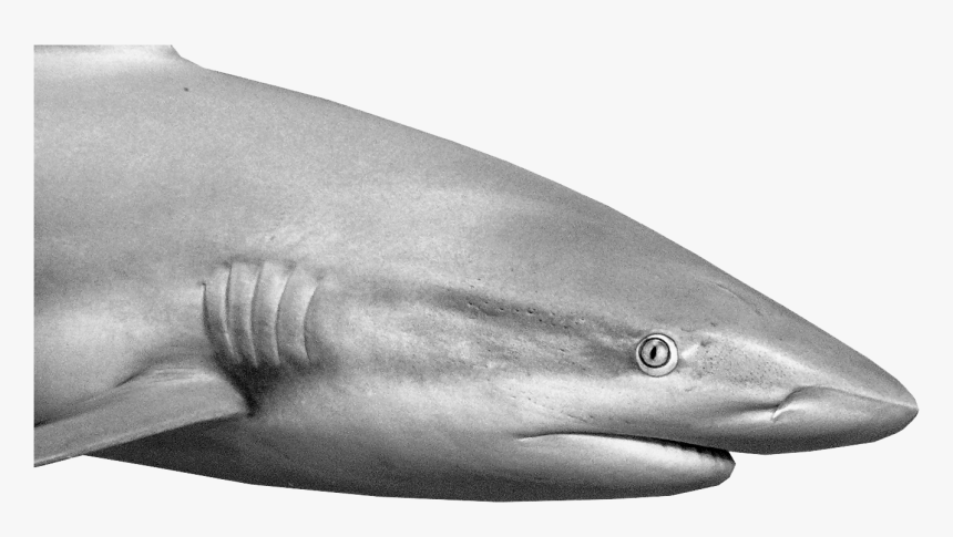 Reef Shark Inspects The Diver - Tiger Shark, HD Png Download ...