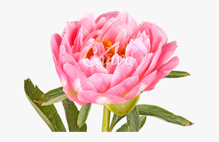 Pink Peony Flower - Peony, HD Png Download , Transparent Png Image ...