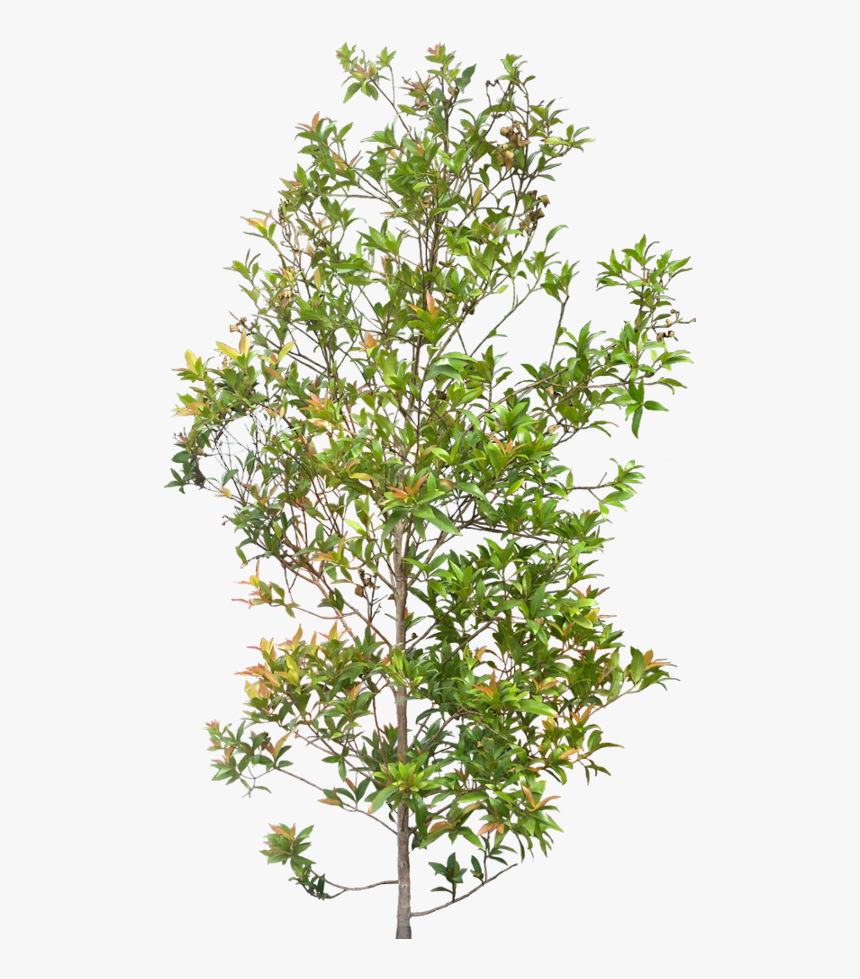 Transparent Transparent Background Shrubs Png, Png Download ...