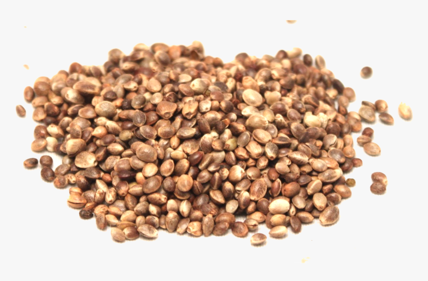 Hemp Seeds Png Picture - Hemp Seed Png, Transparent Png , Transparent ...