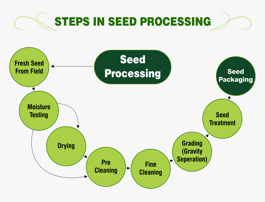 Steps In Seed Processing - Inside Of A Seed, HD Png Download ...