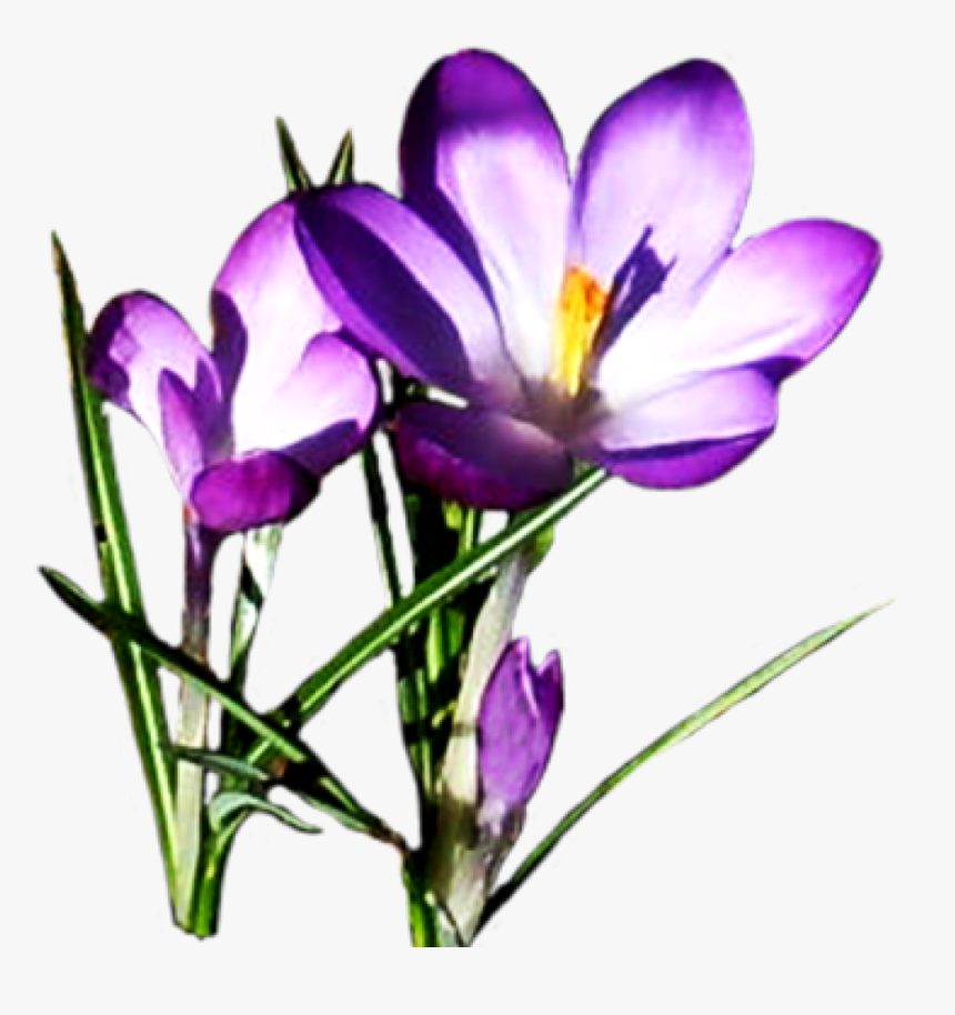 Free Clipart Spring Flowers Spring Clipart Spring Flower - Clip Art ...