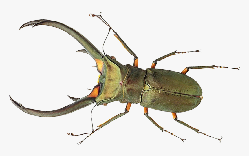 Bug Png Transparent Image - Bug Png, Png Download , Transparent Png ...