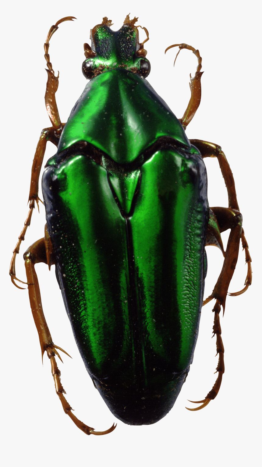 Green Bug - Green Insect Png, Transparent Png , Transparent Png Image ...