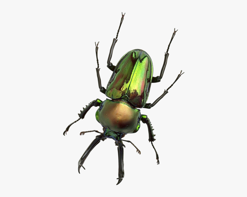 Bug Png Transparent Image - Transparent Background Bug Png, Png Download , Transparent Png Image ...