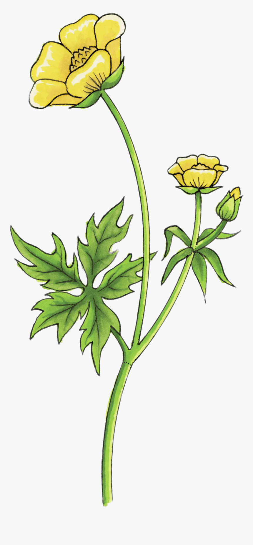 Buttercup Drawing Clip Arts - Buttercup Flower Drawing Png, Transparent ...