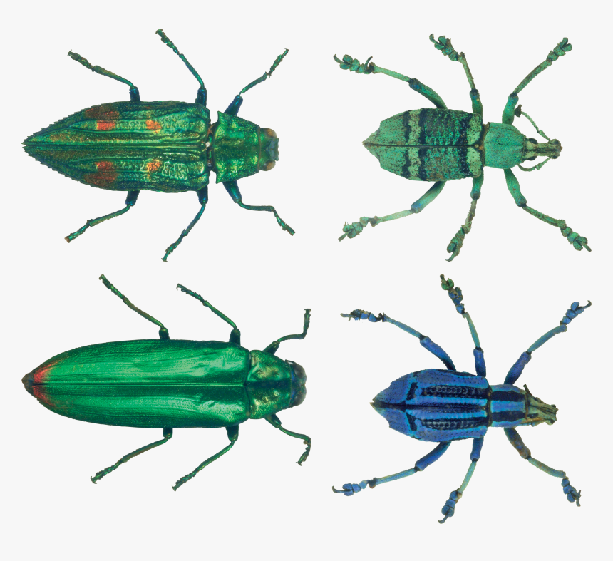 Green Bug - Transparent Bugs, HD Png Download , Transparent Png Image ...