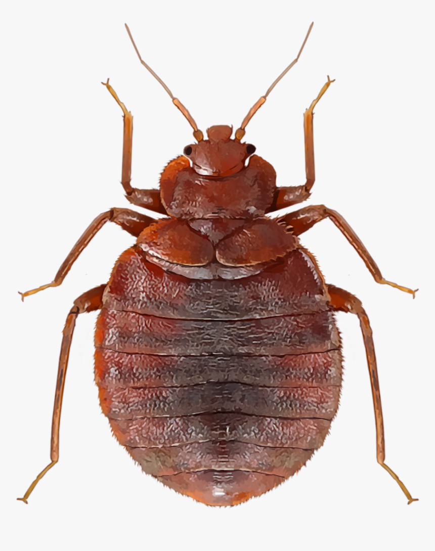 Weevil, HD Png Download , Transparent Png Image - PNGitem