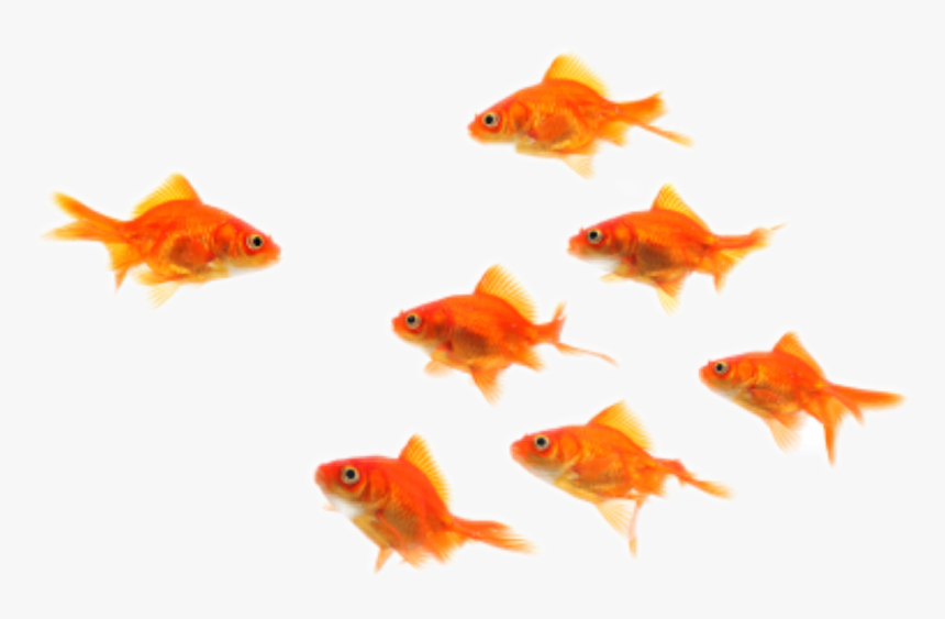 Underwaterfish My Ftestickers Sticker - Fish Picsart, HD Png Download ...