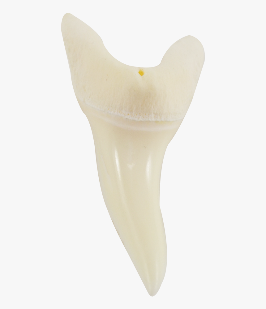 Shark Teeth Gold Wired - Marine Invertebrates, HD Png Download ...