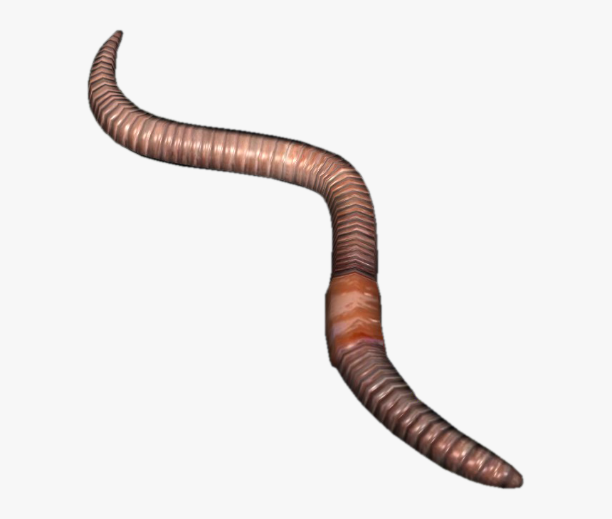 Earthworm Worm Png - Earth Worm Png, Transparent Png , Transparent Png ...