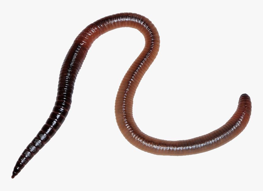 Worms Png Images Free Download, Worm Png - Earthworm Png, Transparent ...
