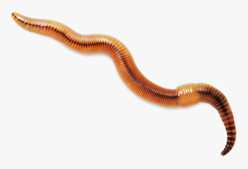 Worms Transparent Background - Worm Transparent Background, HD Png ...