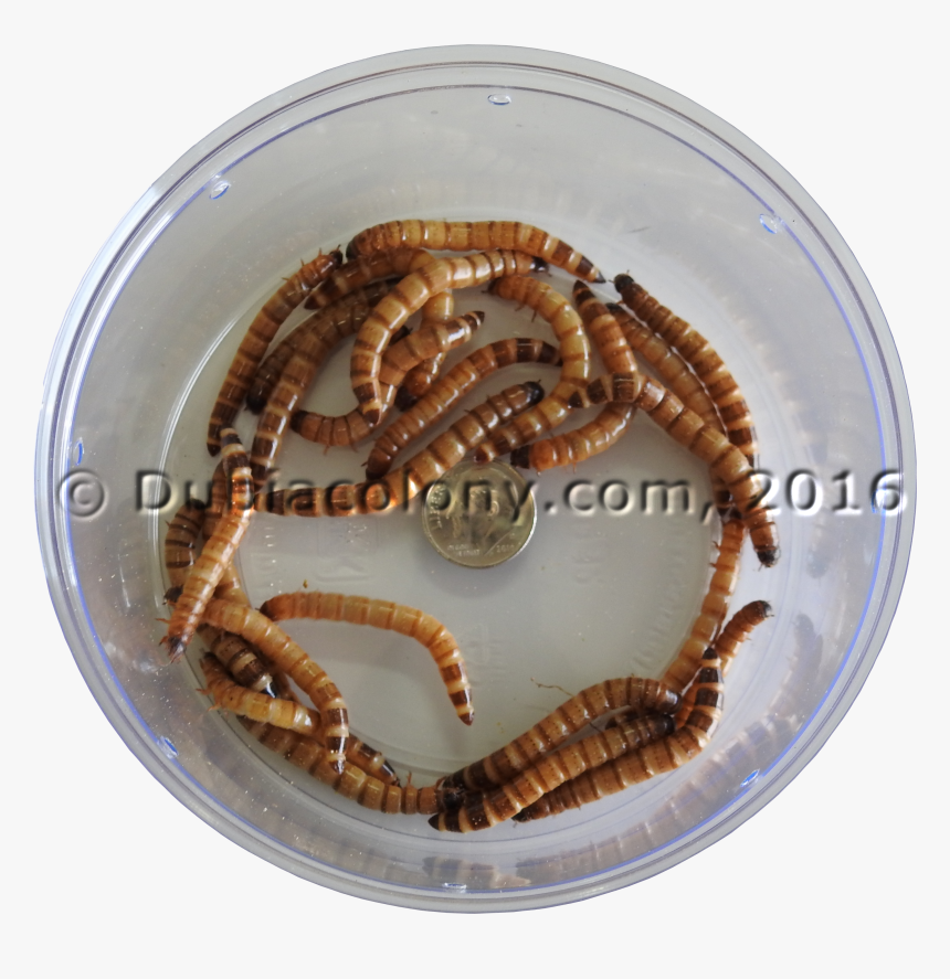 Crayfish, HD Png Download , Transparent Png Image - PNGitem