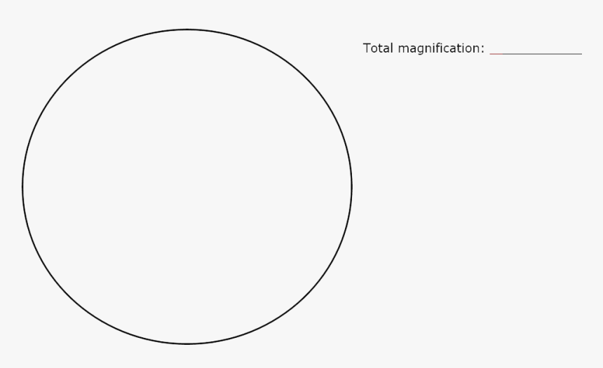Identifying Neurons Within Nervous Tissue Human Anatomy - Circle, HD ...