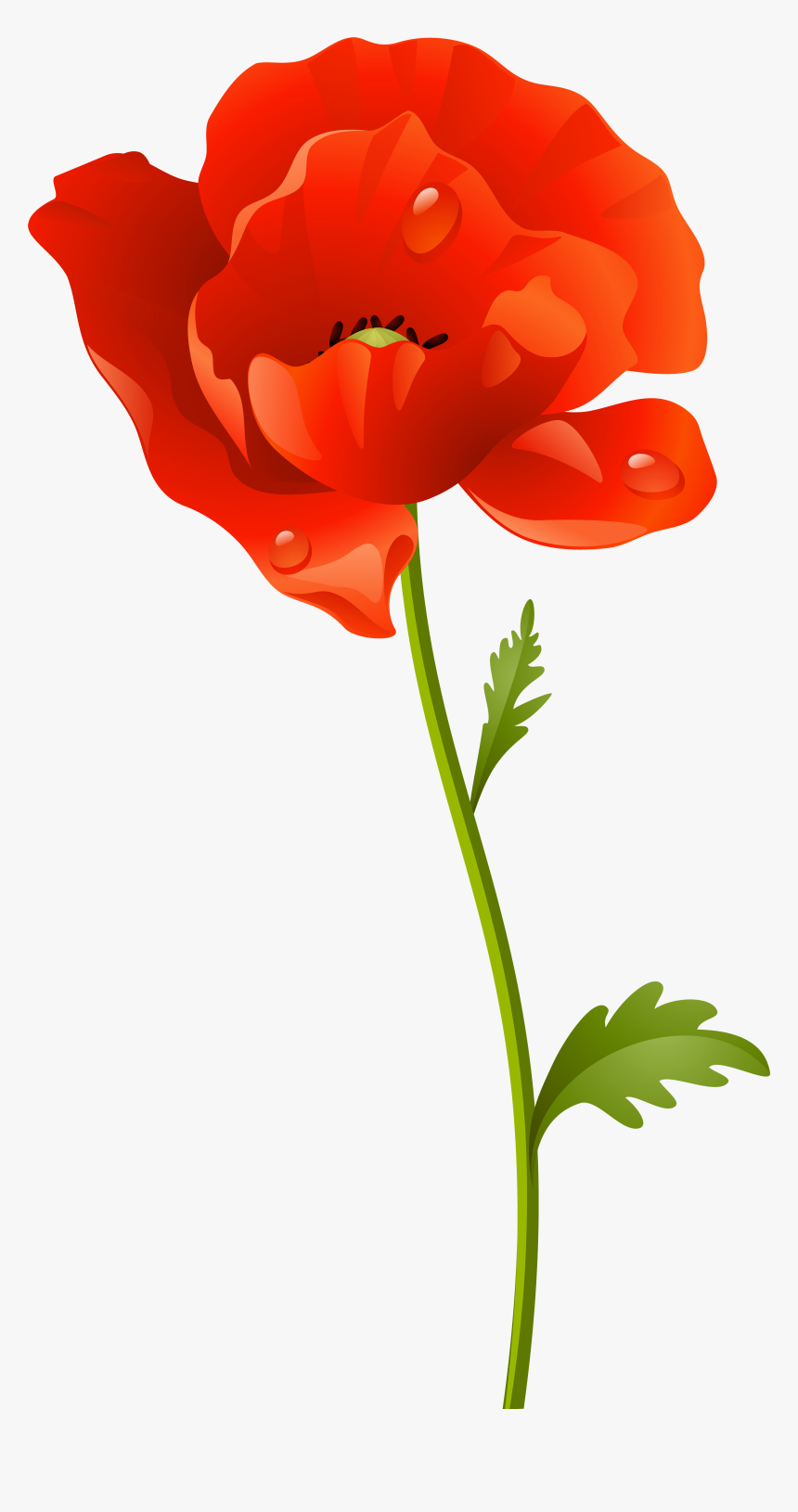 Clipart Poppy