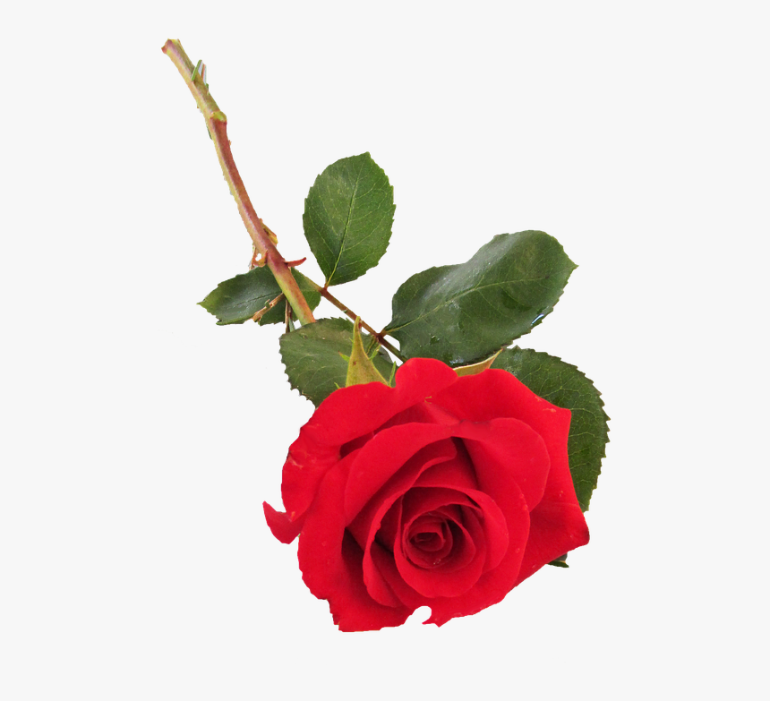 Rose, Red, Single Stem - Single Stem Rose Png, Transparent Png ...