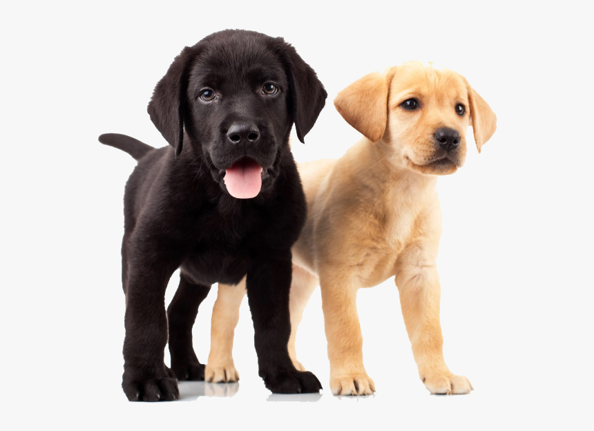 Yellow And Black Labs, HD Png Download , Transparent Png Image - PNGitem
