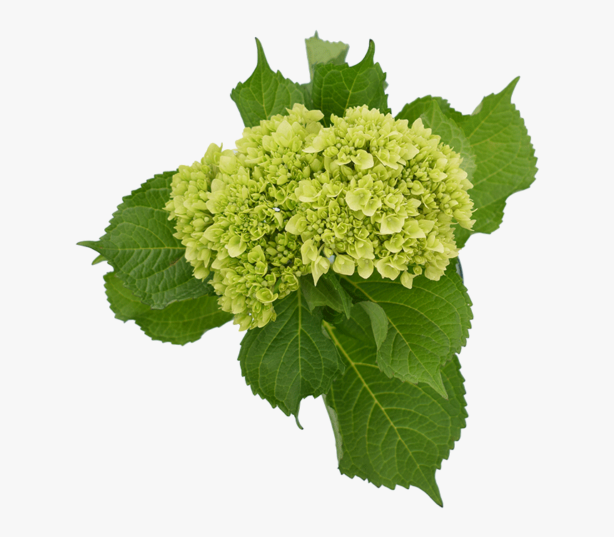 Minigreen Hydrangea - Hydrangea Mojito, HD Png Download , Transparent ...