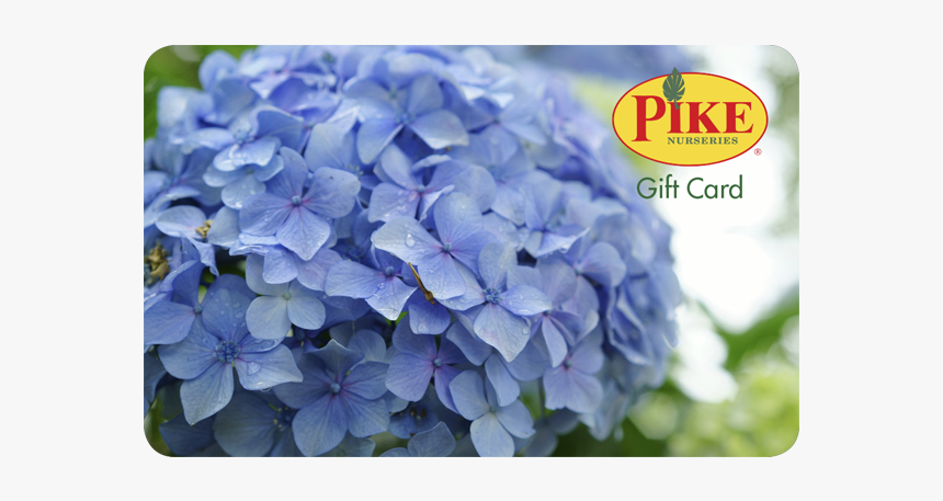 Pike Gift Card, HD Png Download , Transparent Png Image - PNGitem