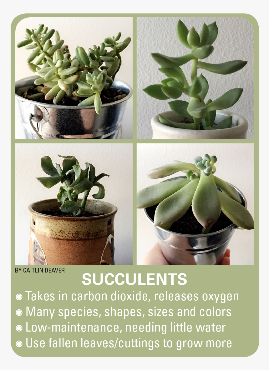 Transparent Succulents Png - Succulent Budding, Png Download ...
