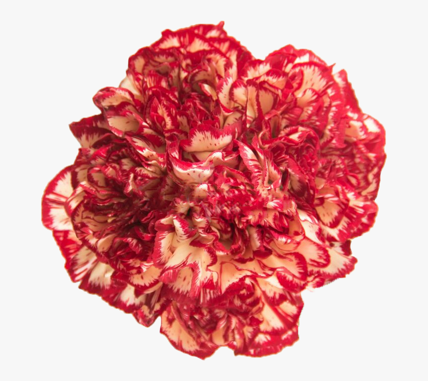 Carnation Png, Transparent Png , Transparent Png Image - PNGitem