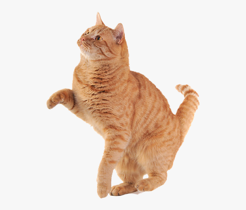 Cat Hand Shake Png - Transparent Background Ginger Cat Png, Png ...